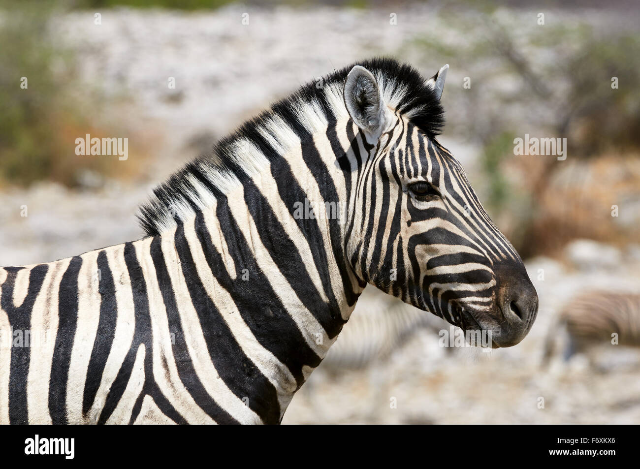 Portrait of a zebra photographed horizontally in a Namibian Park Stock ...