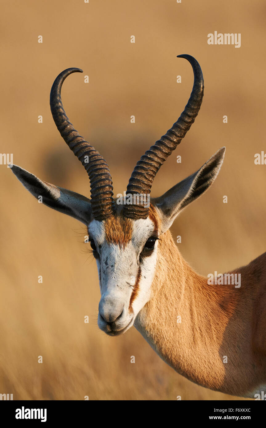 Springbok with horns hi-res stock photography and images - Alamy