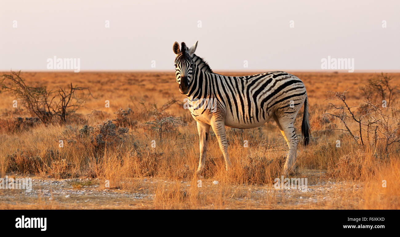 Lonely Zebra photographed in a Namibian Park at late afternoon Stock ...