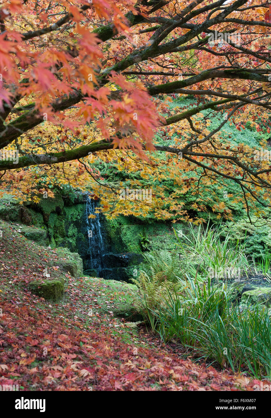 Red leaves waterfall hi-res stock photography and images - Alamy