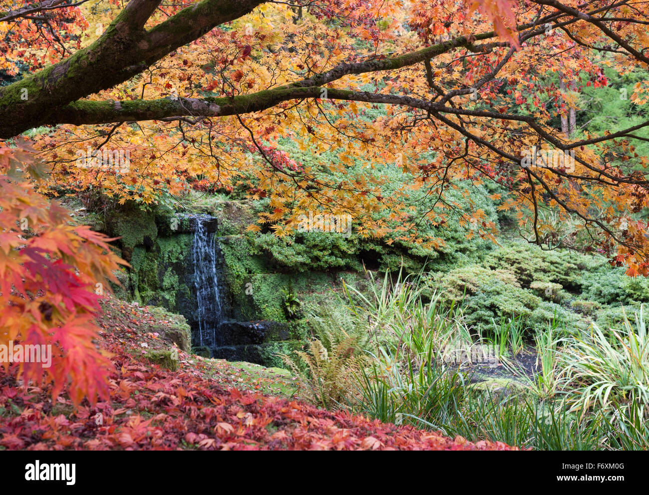 Red leaves waterfall hi-res stock photography and images - Alamy