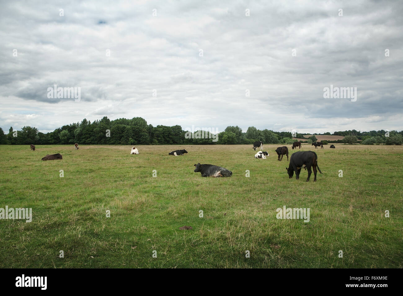 Number of cows in a field, some cows lying down, some cows eating grass ...
