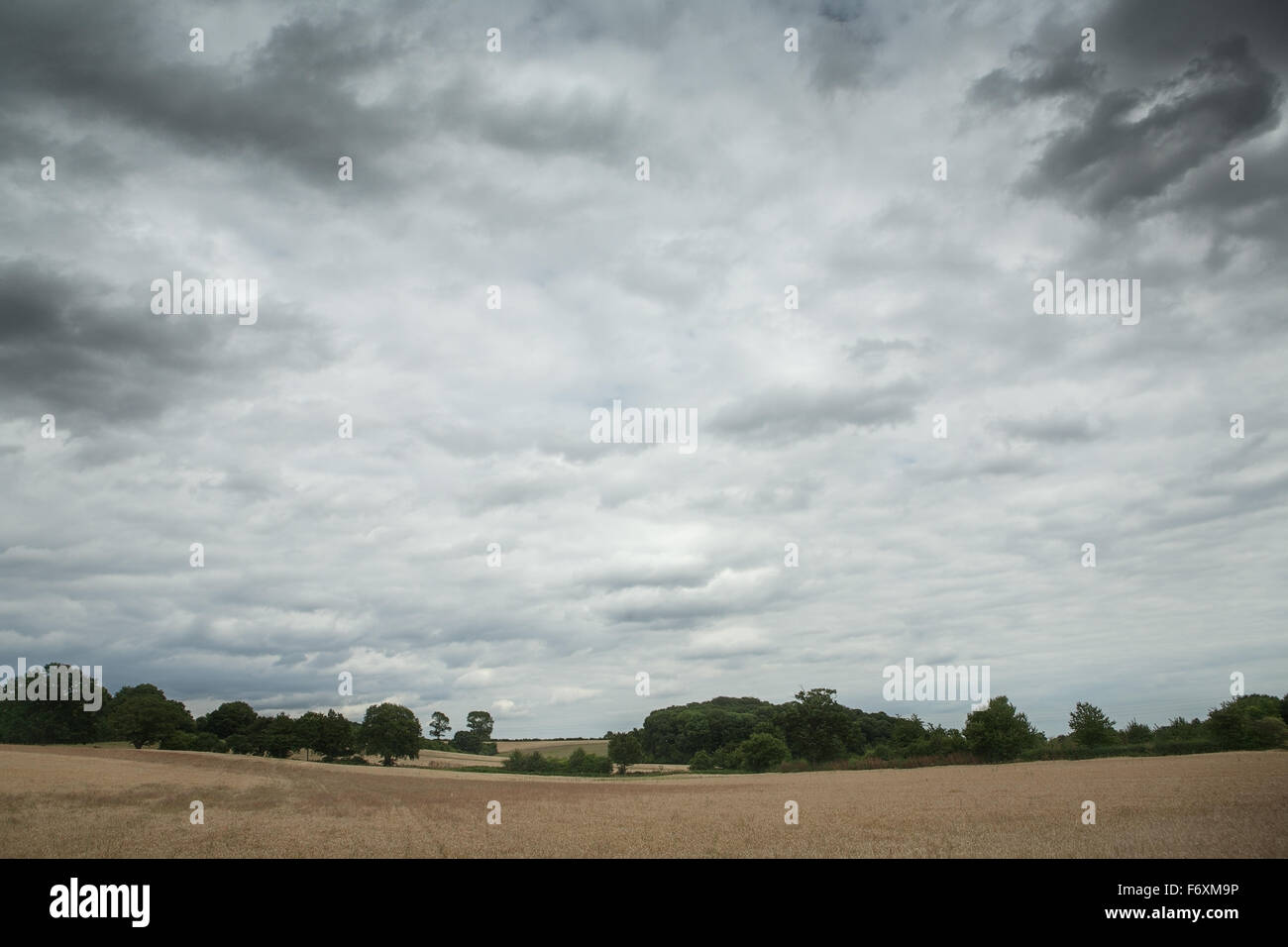 Overcast sky over a cropped field, with trees lining the horizon Stock ...