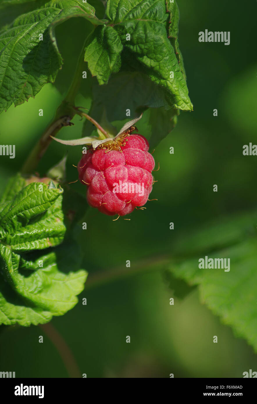Ripe red raspberries on a branch on a green background Stock Photo - Alamy