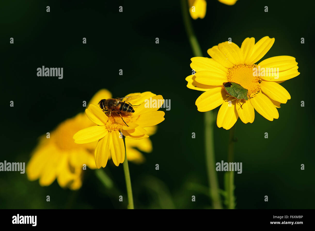 Insects bright hi-res stock photography and images - Alamy