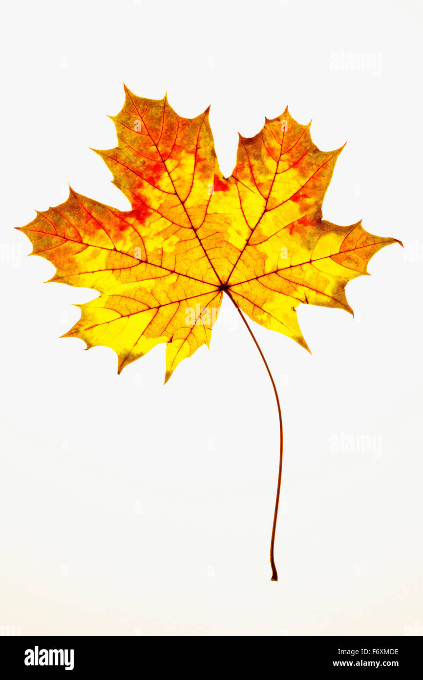 Closeup of Autumn Leaf - Isolated on White Stock Photo - Alamy