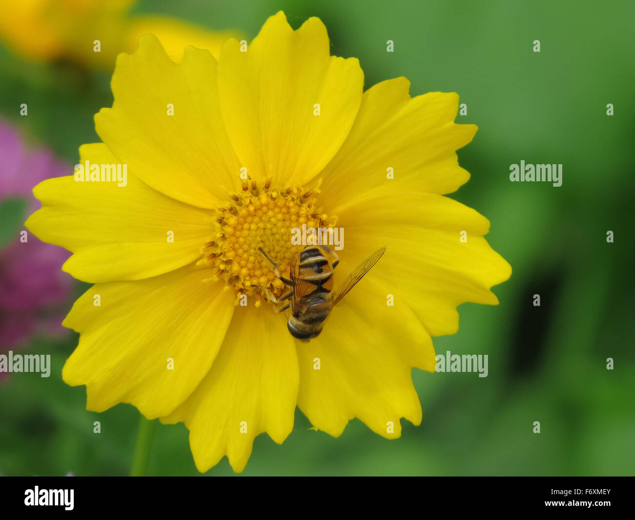 Yellow bee hi-res stock photography and images - Alamy