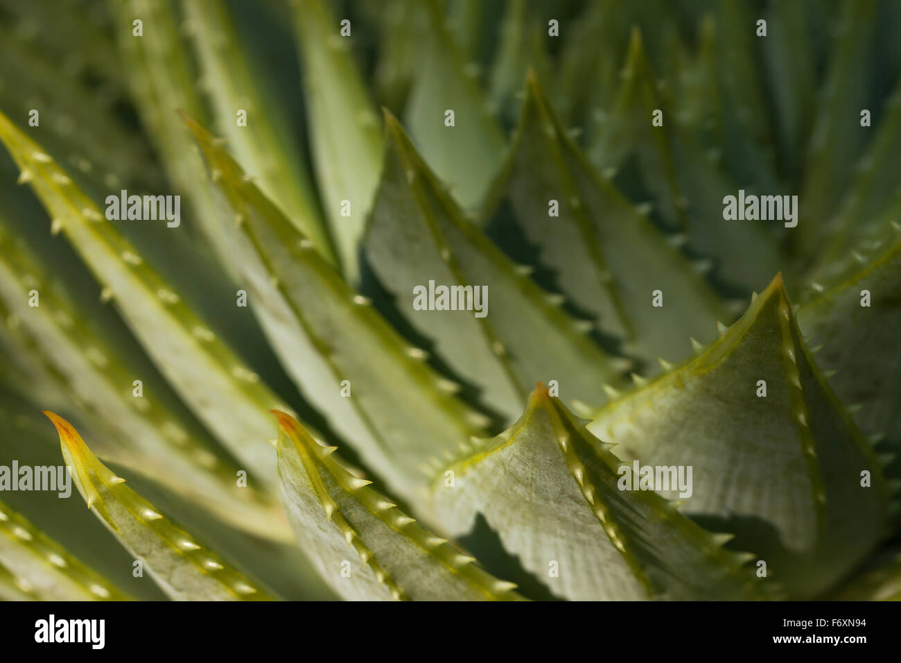 Leaves of cactus Stock Photo - Alamy