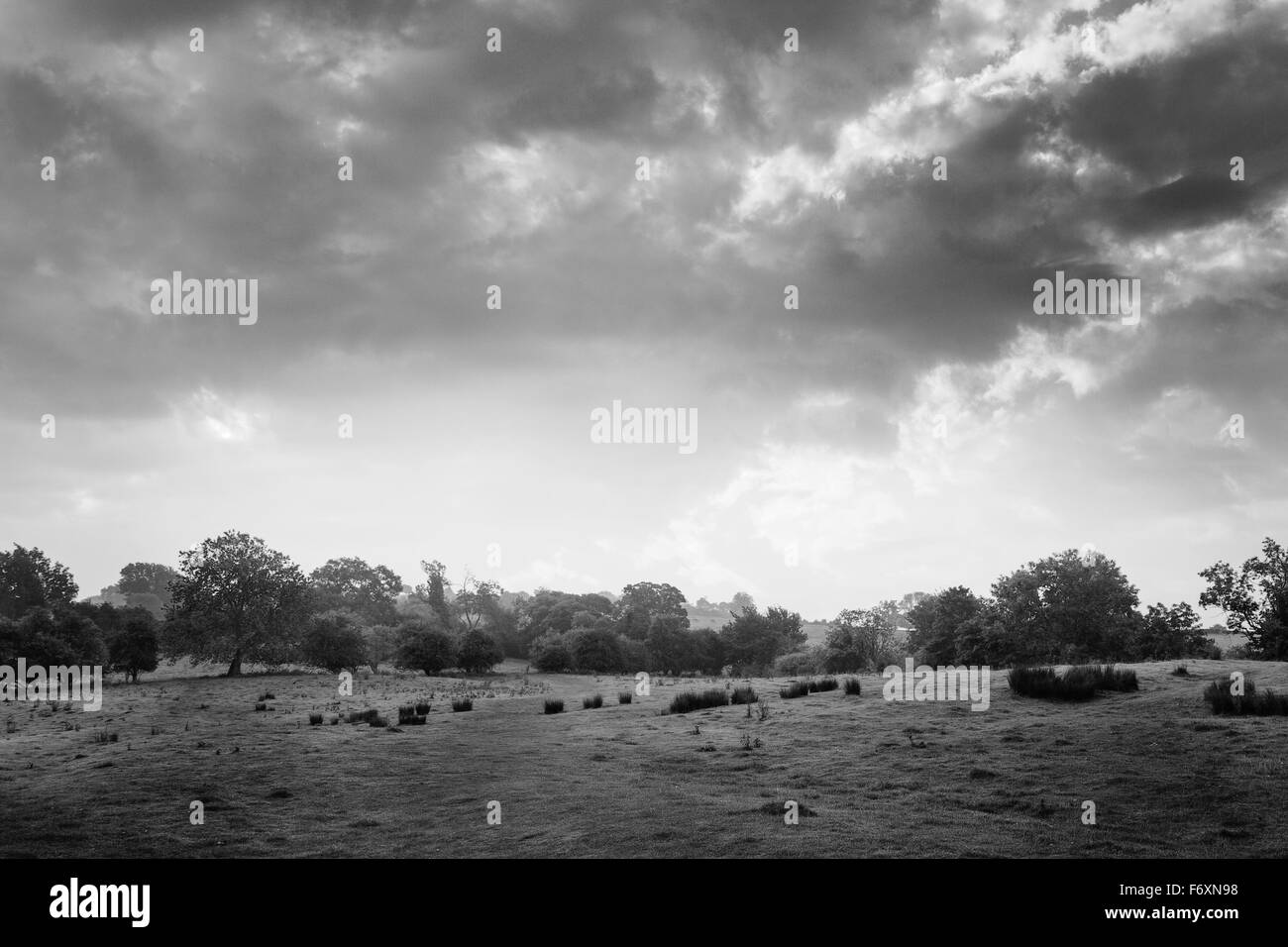 Beautiful scenic trees in the countryside Black and White Stock Photos ...