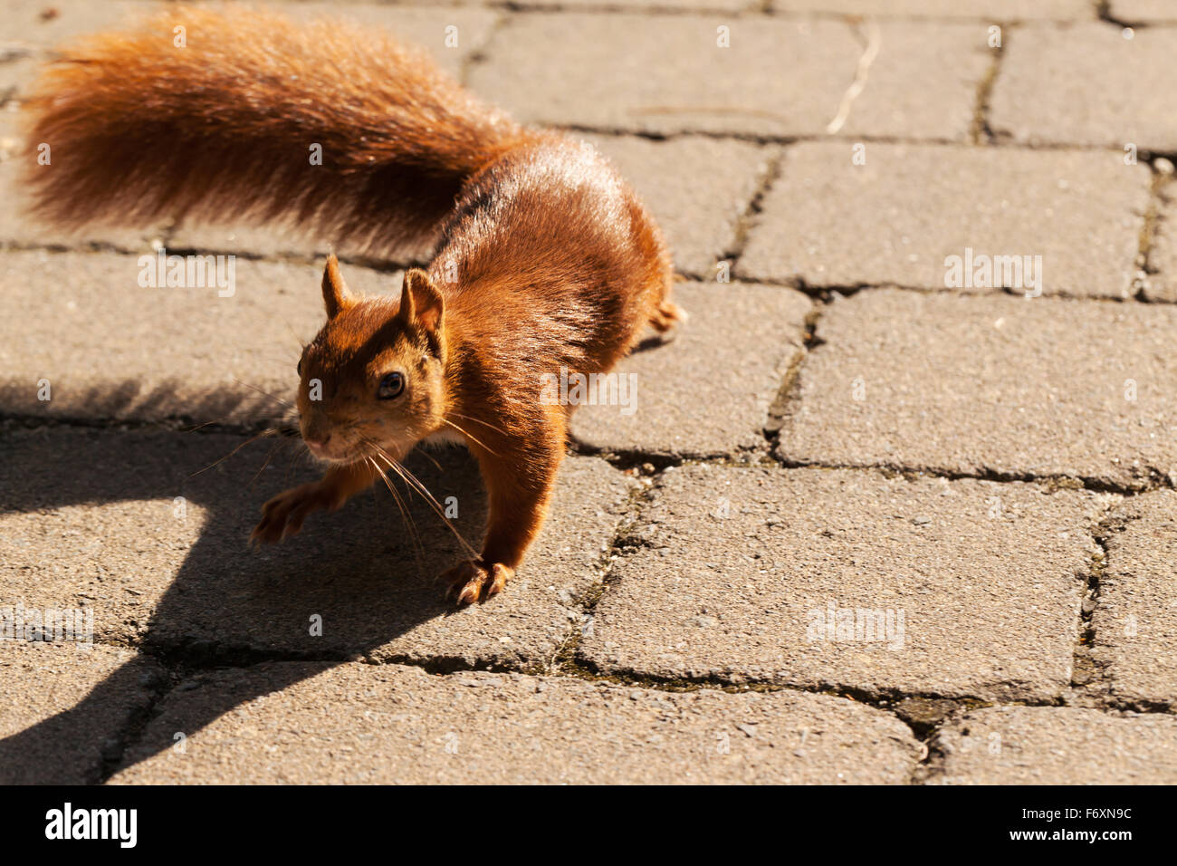 Red squirrel in a city, running on pavement Stock Photo - Alamy
