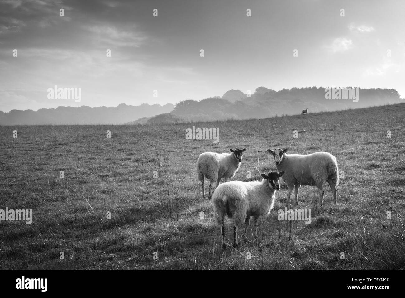 Sheep field background Black and White Stock Photos & Images - Alamy