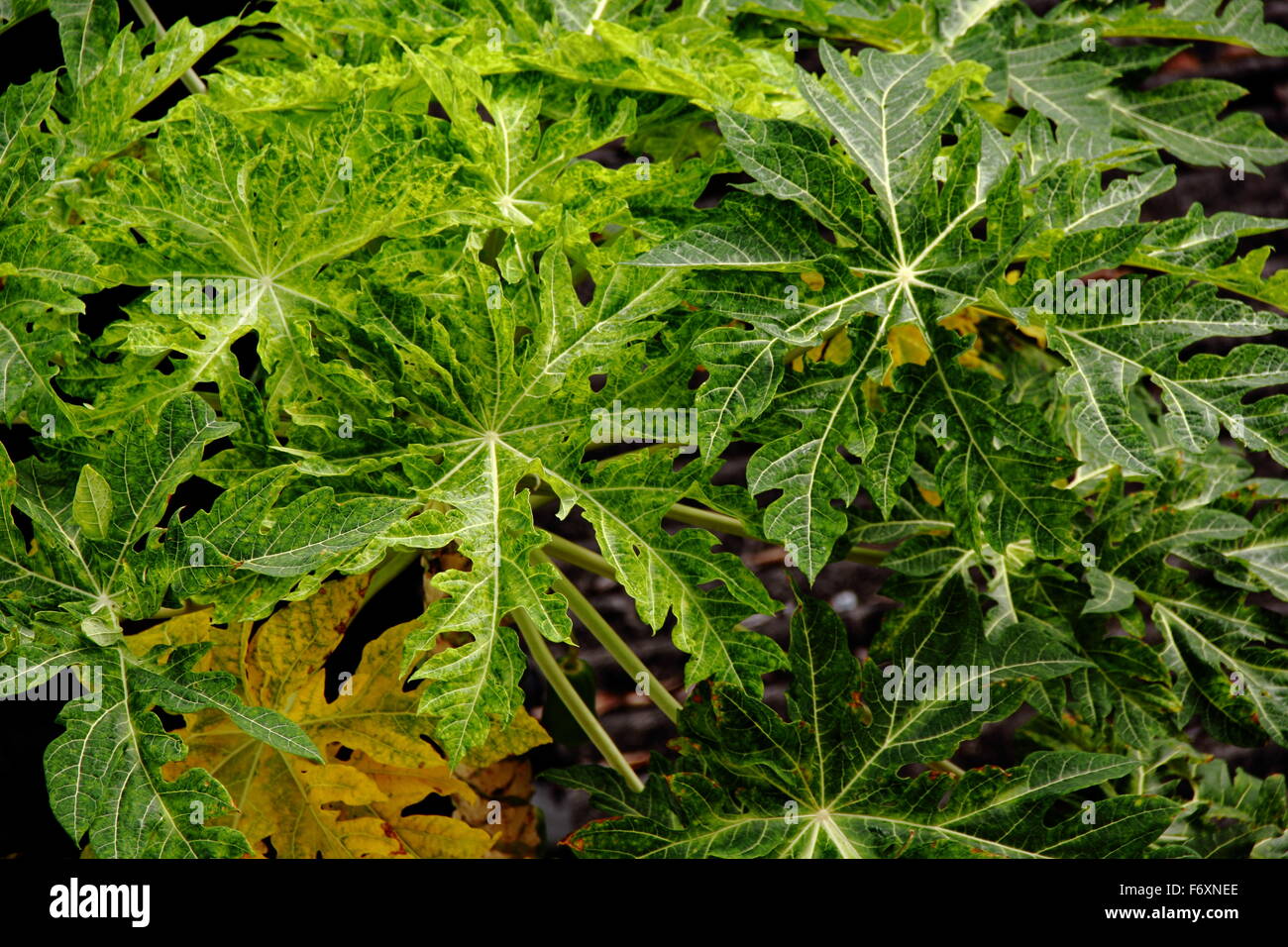 Kapakaya plant hi-res stock photography and images - Alamy