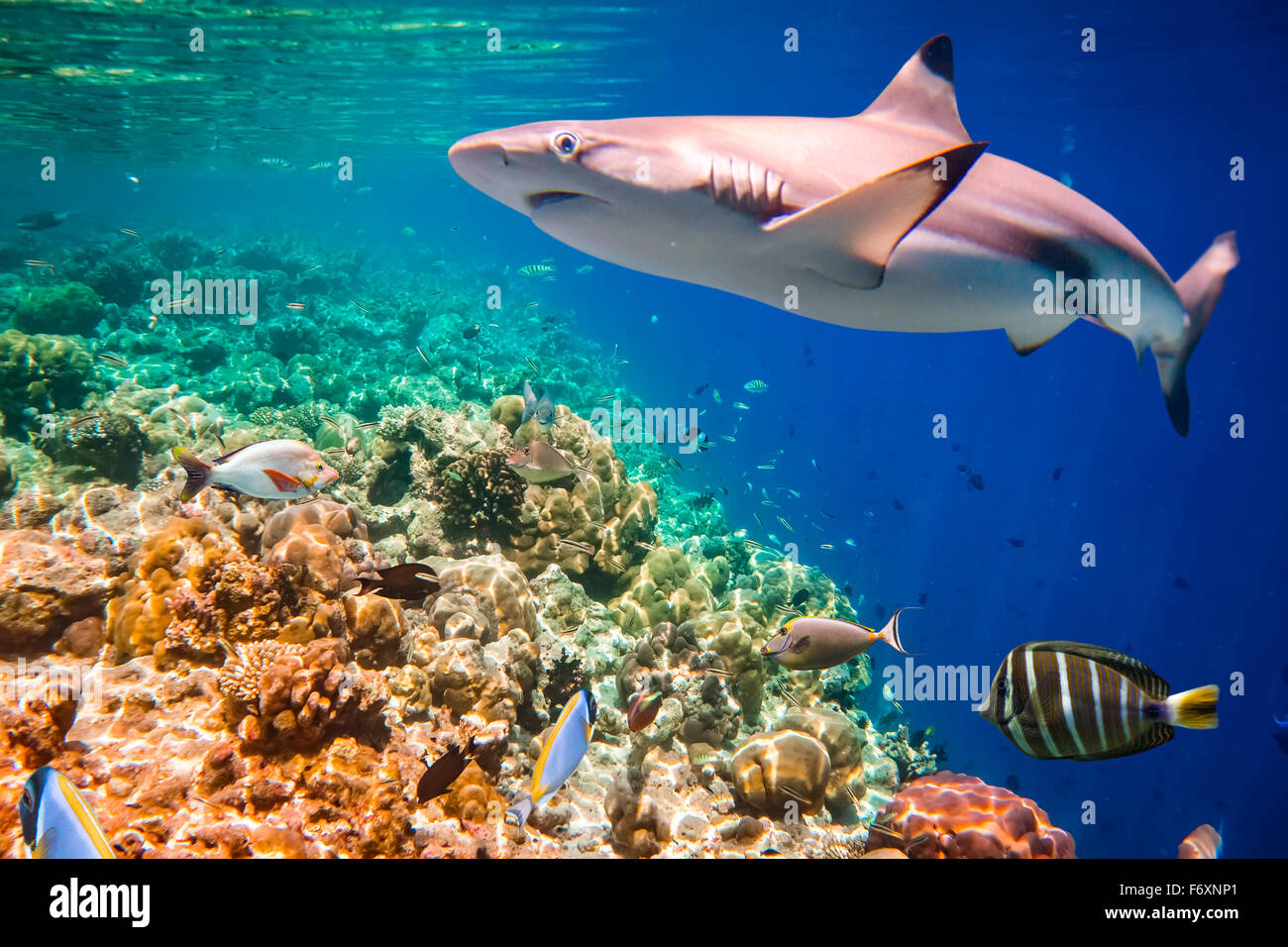 Shark coral reef hi-res stock photography and images - Alamy