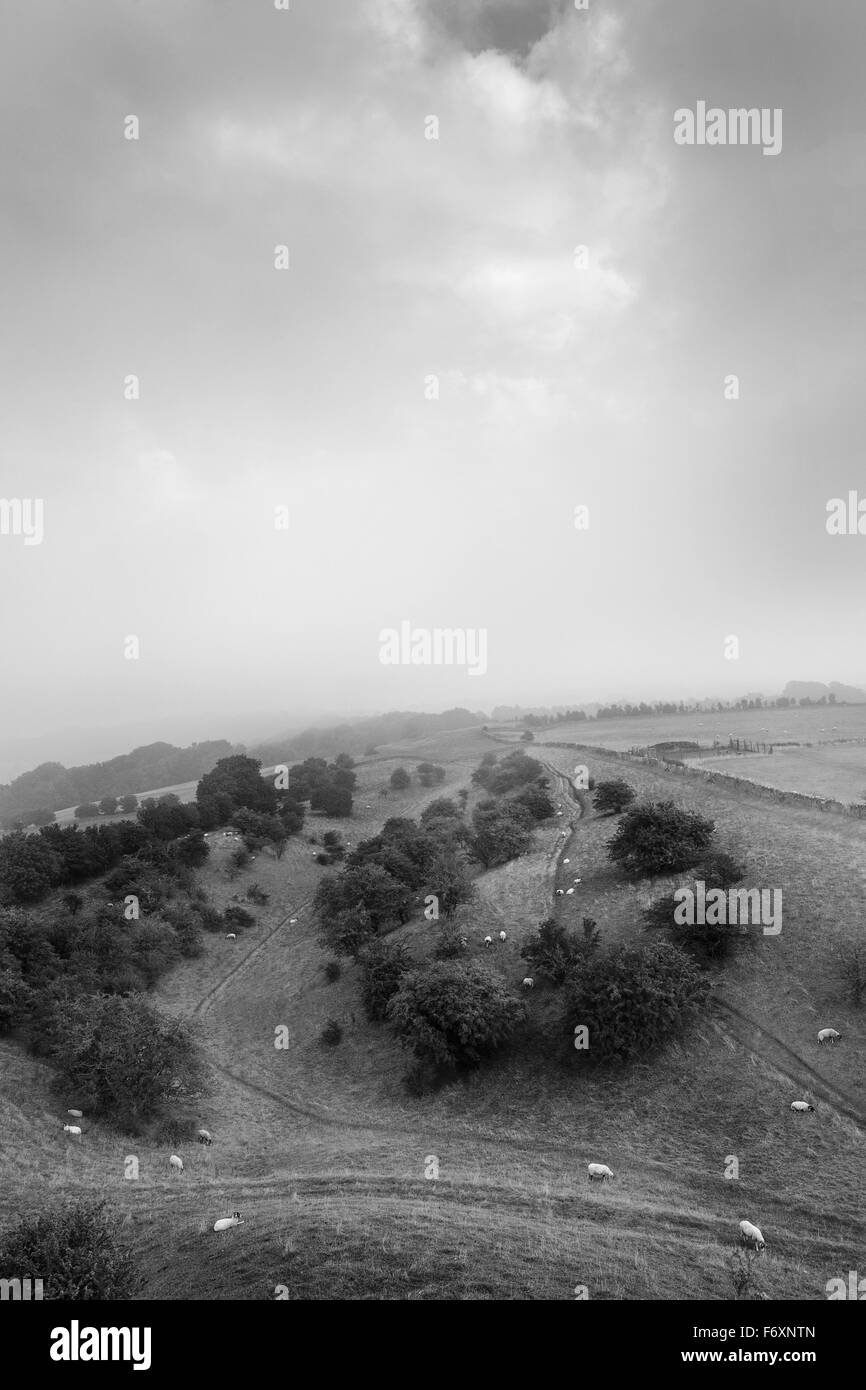 View green field trees Black and White Stock Photos & Images - Alamy