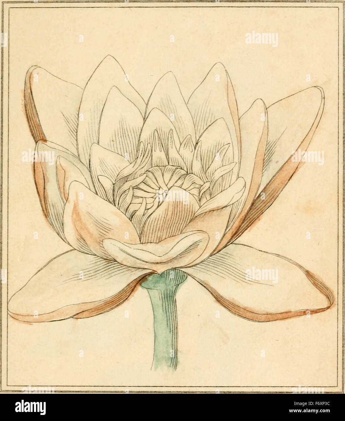 Elements of the science of botany, as established by Linnaeus; with ...