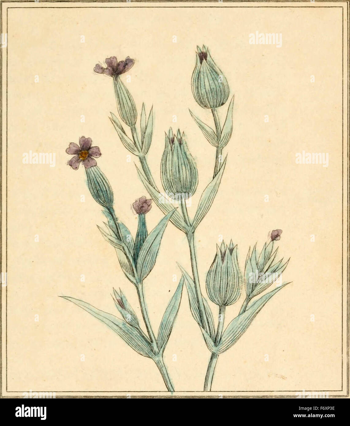 Elements of the science of botany, as established by Linnaeus; with ...