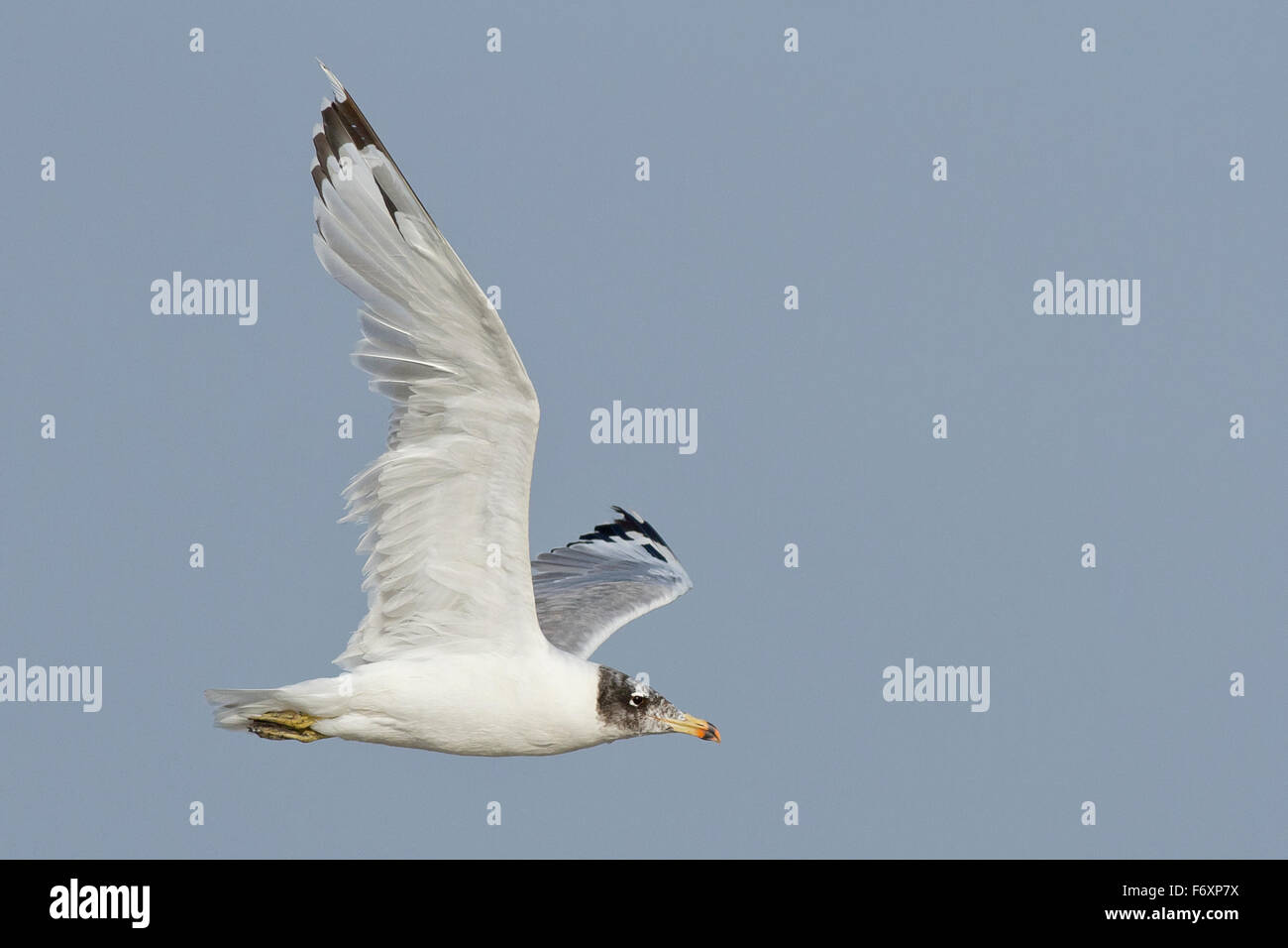 Pallas's Gull (Ichthyaetus ichthyaetus) in flight Stock Photo - Alamy