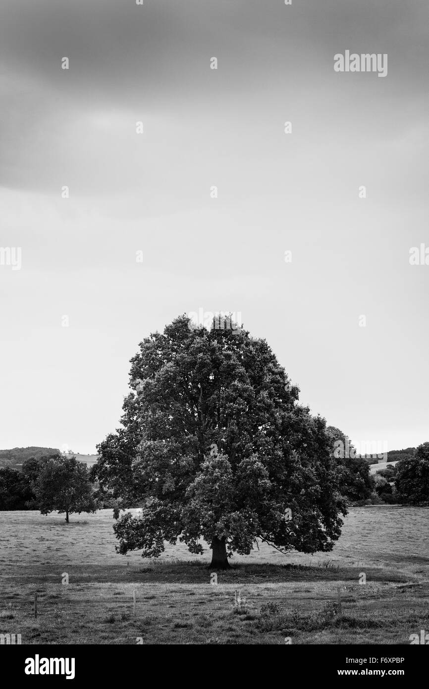 Trees in field green Black and White Stock Photos & Images - Alamy