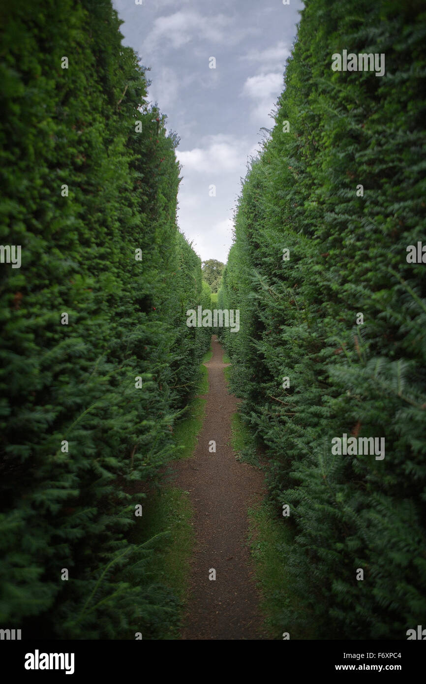 Narrow pathway through green hedges, England Stock Photo - Alamy