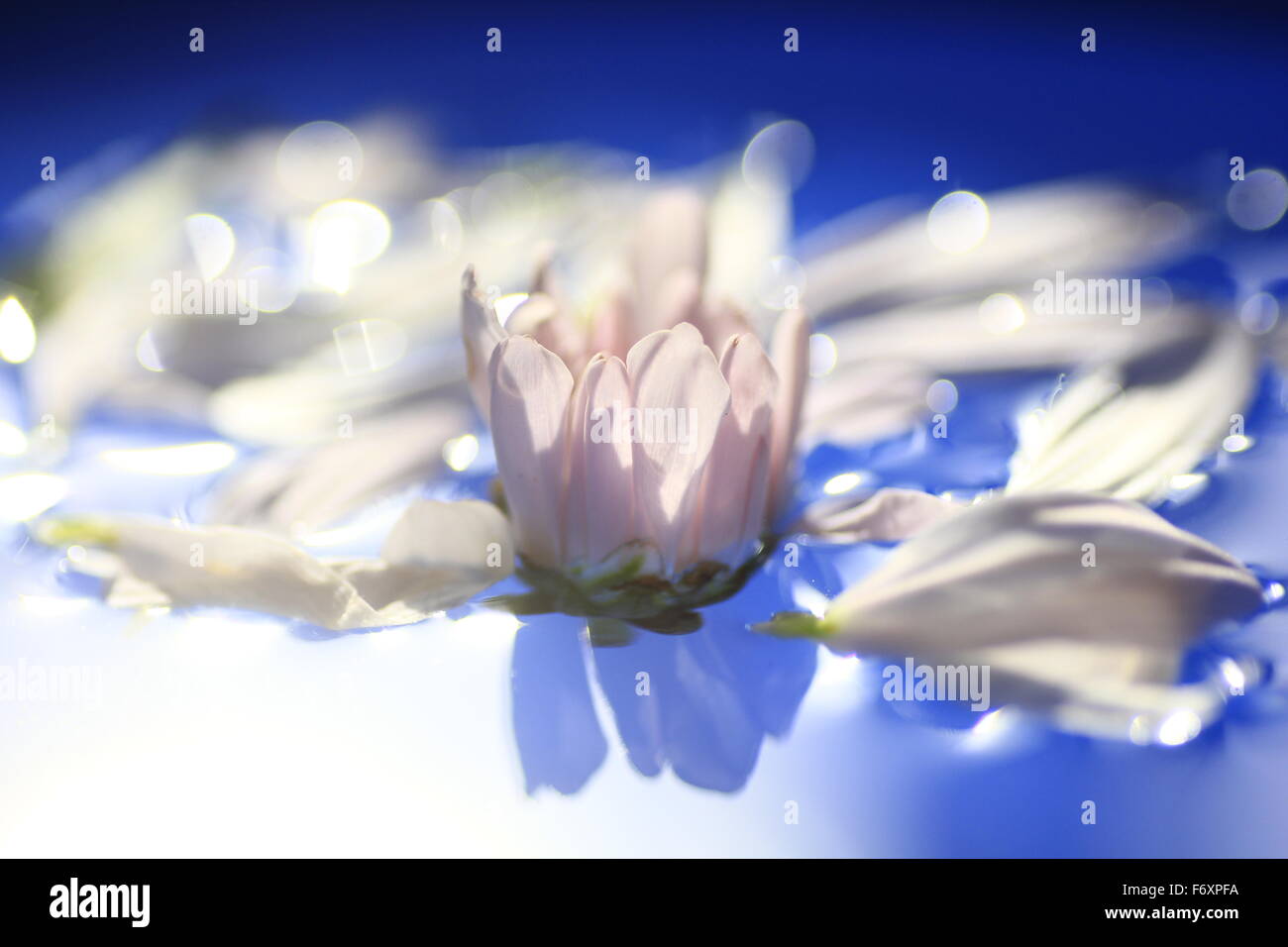 pink flower flowing on water Stock Photo - Alamy