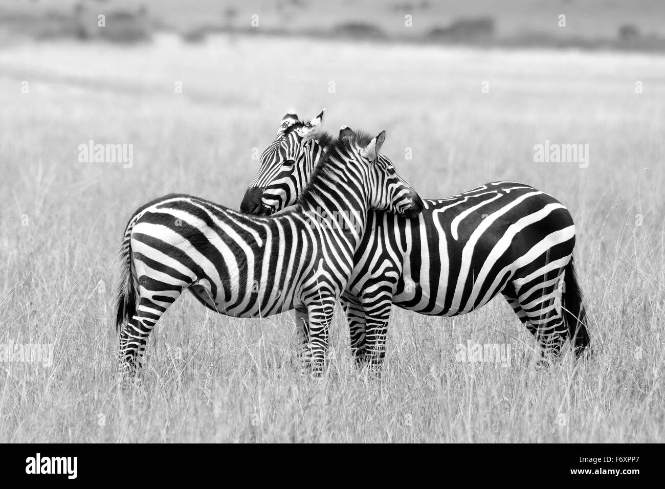 Two Zebras, mother and her cub near in the savanna of Masai Mara ...