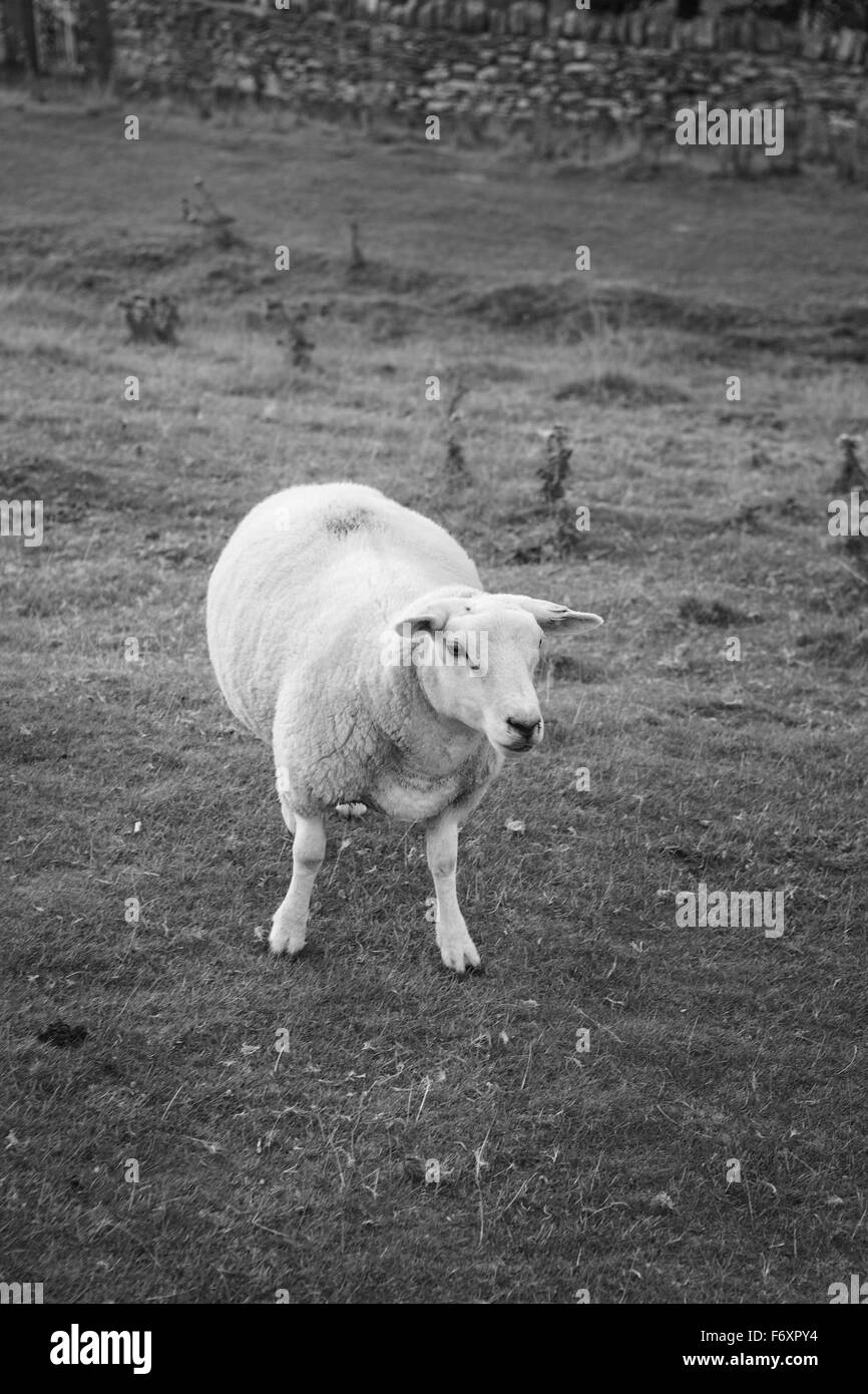 Sheep farm animal standing Black and White Stock Photos & Images - Alamy