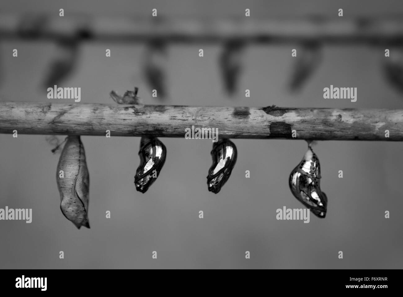 Butterfly chrysalis Black and White Stock Photos & Images - Alamy