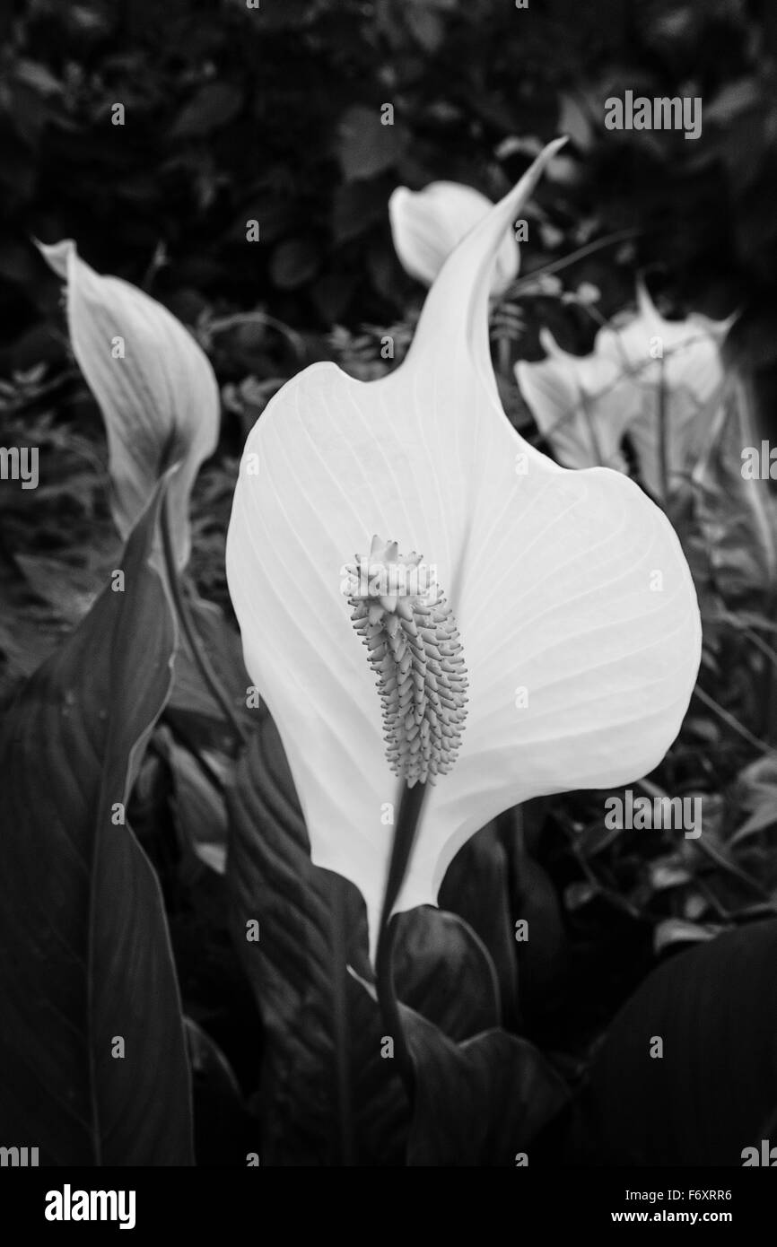Flower petal detail Black and White Stock Photos & Images - Alamy