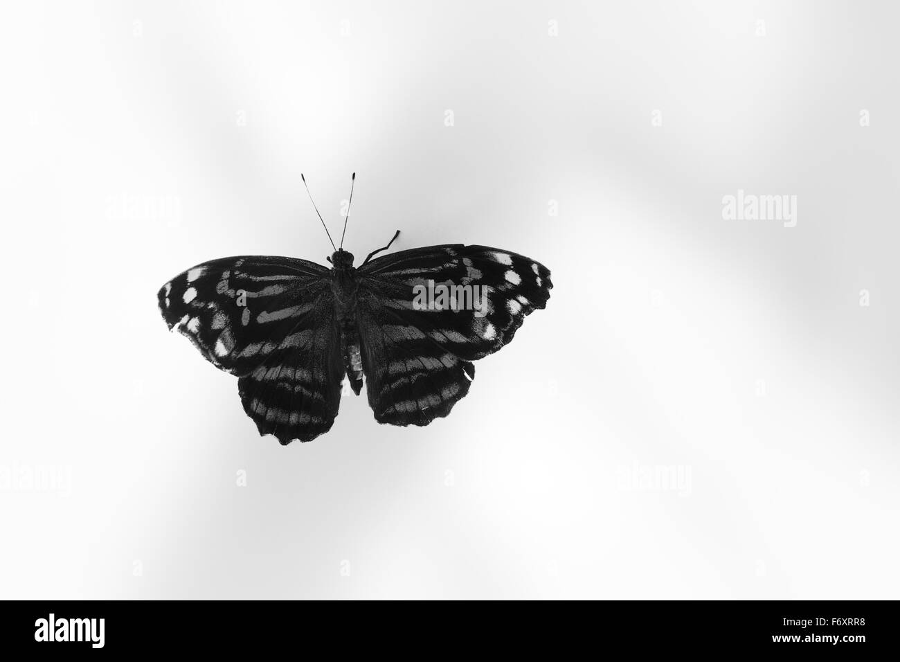 Beautiful little butterfly hi-res stock photography and images - Alamy