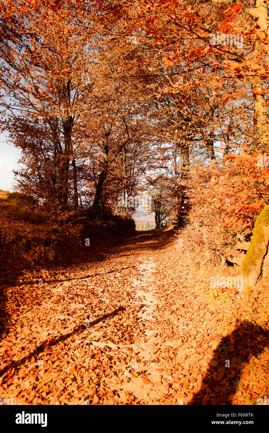 trail through the autumn forest Stock Photo - Alamy