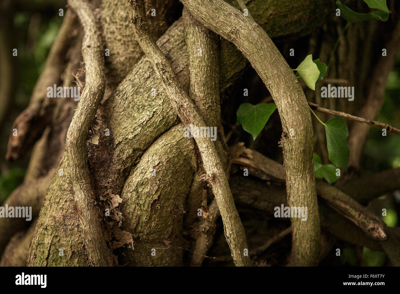 Ivy roots growing around a tree Stock Photo - Alamy
