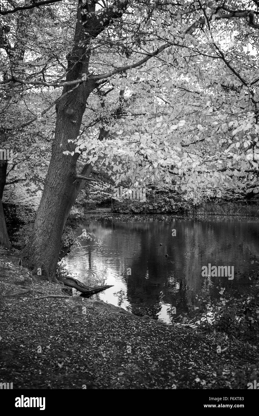 Danbury park england hi-res stock photography and images - Alamy