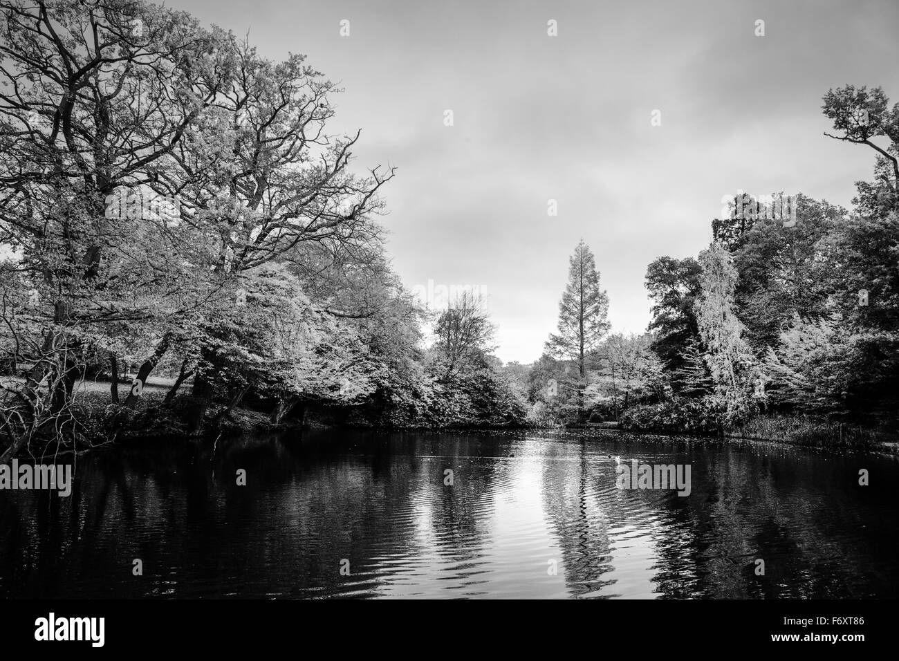 Danbury park england hi-res stock photography and images - Alamy