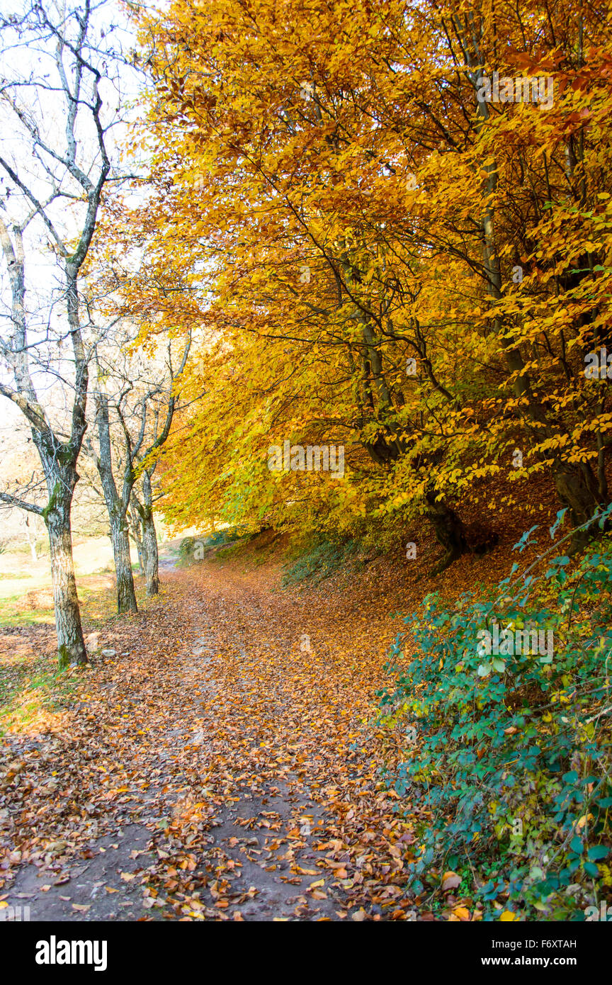 trail through the autumn forest Stock Photo - Alamy