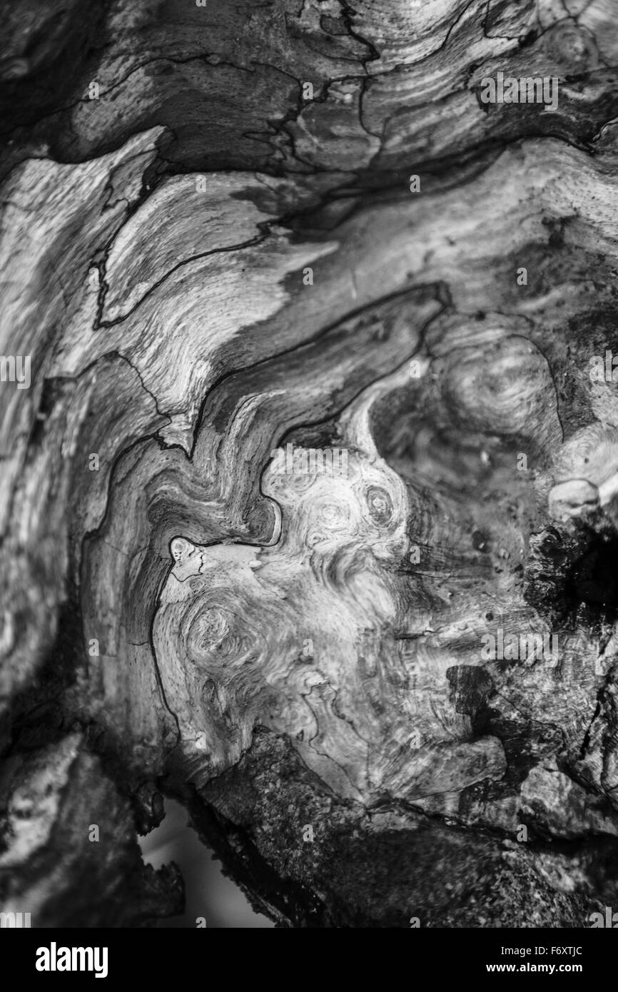 old tree texture background pattern Stock Photo - Alamy