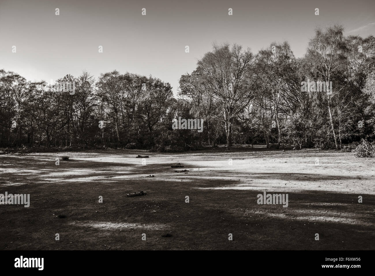 Large open field trees hi-res stock photography and images - Alamy
