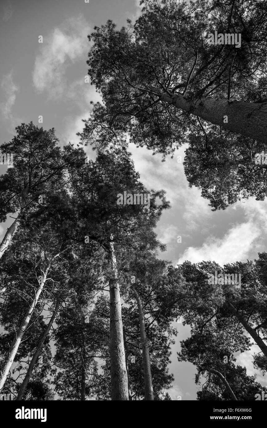 Wide angle view of trees with blue sk Stock Photo - Alamy