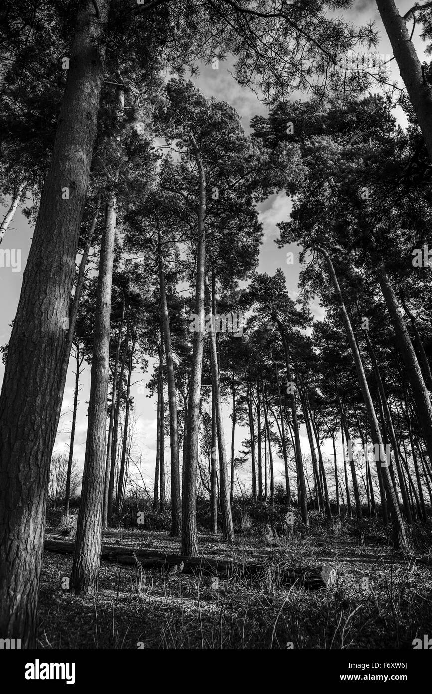 Trees top view Black and White Stock Photos & Images - Alamy