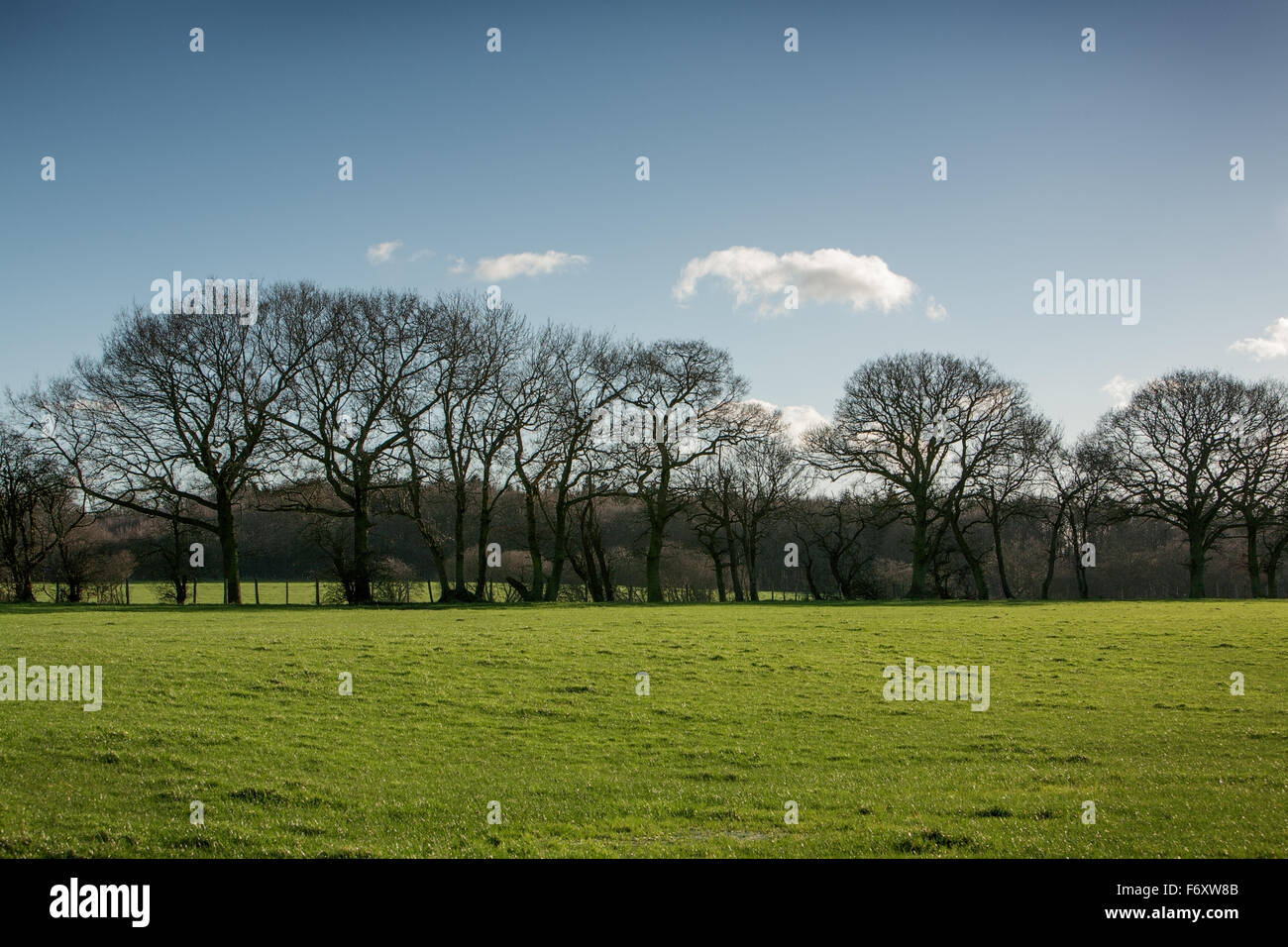 landscape image of a line of trees and grass Stock Photo - Alamy