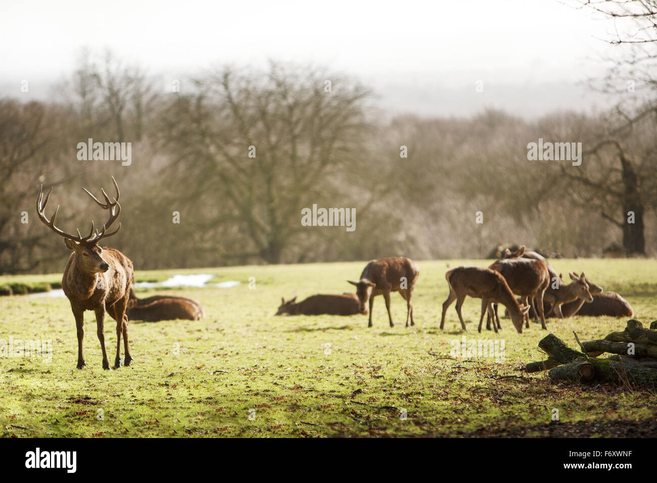 large male deer looking over his herd Stock Photo - Alamy