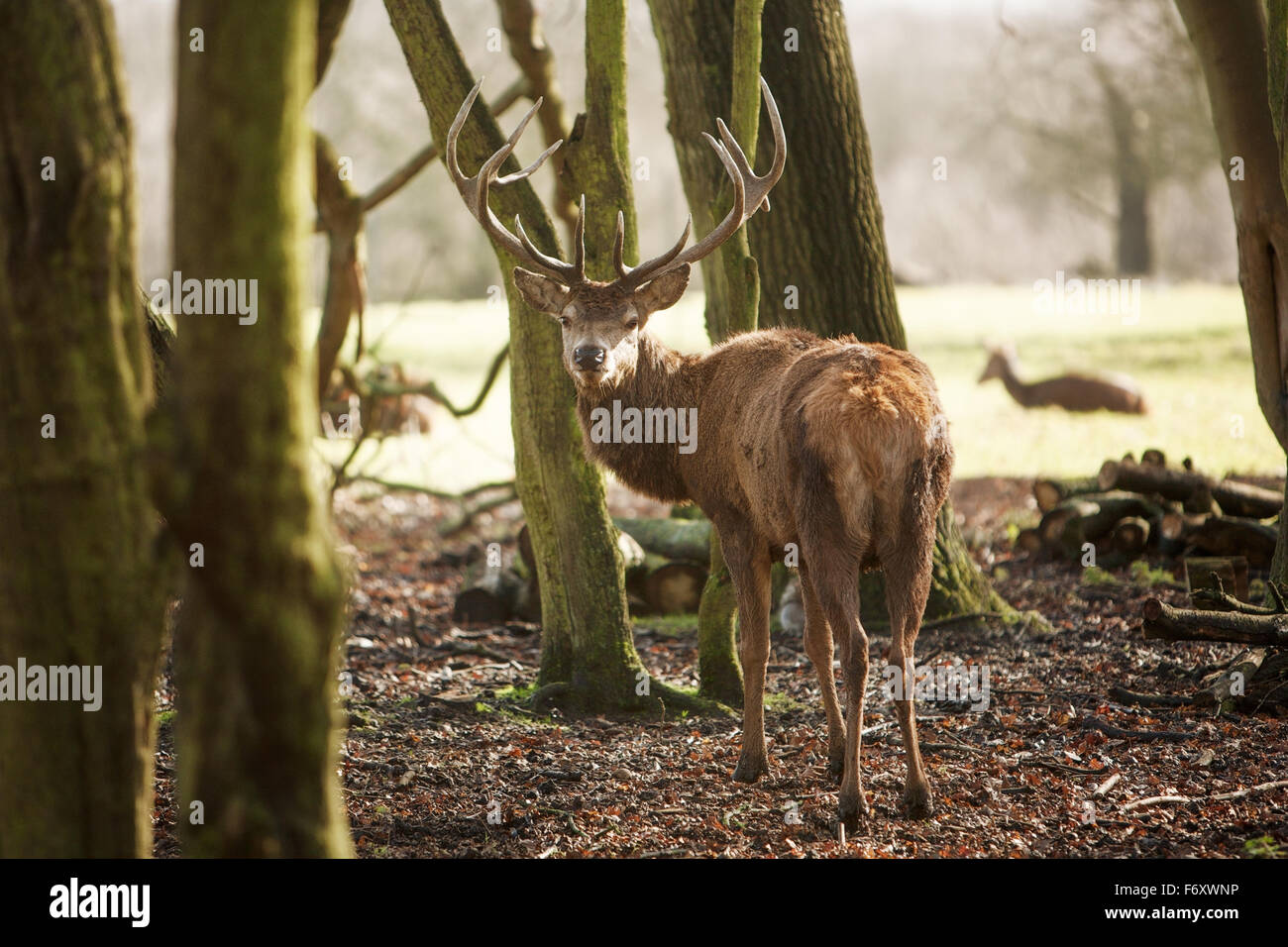 large male deer looking back at the camera Stock Photo - Alamy