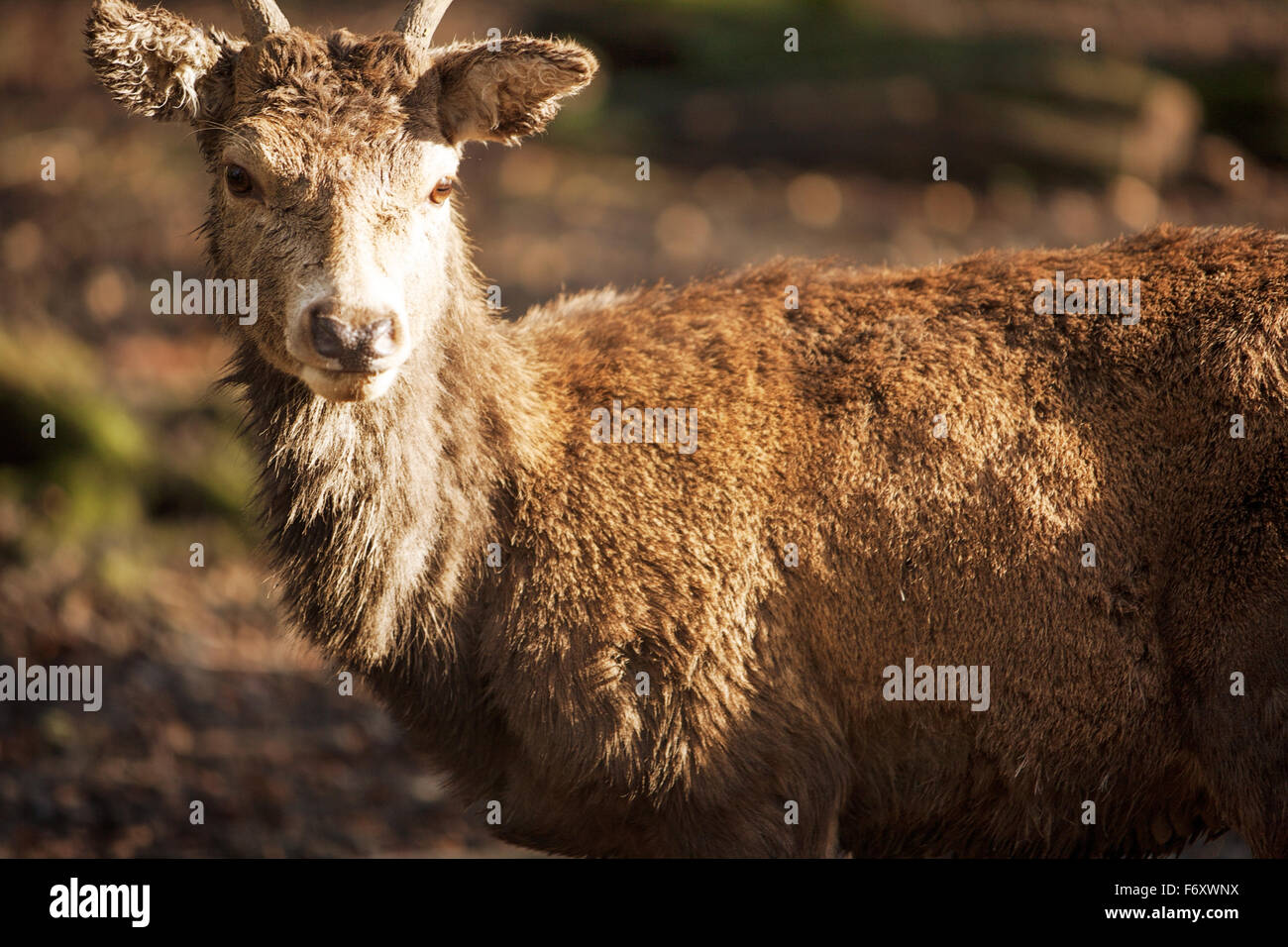 single young stag with standing alone taken in a deer park in england ...