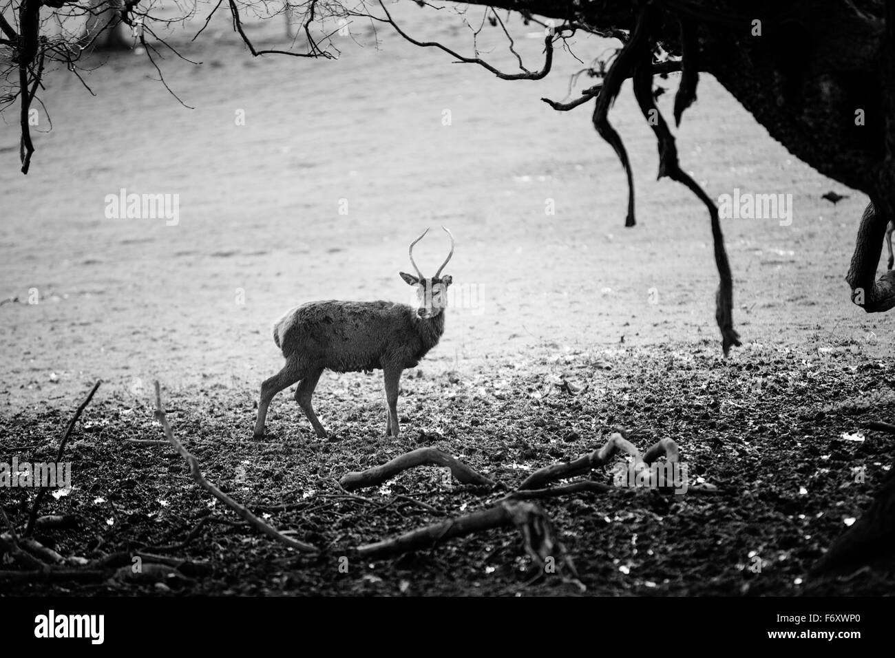 single young stag with standing alone taken in a deer park in england ...