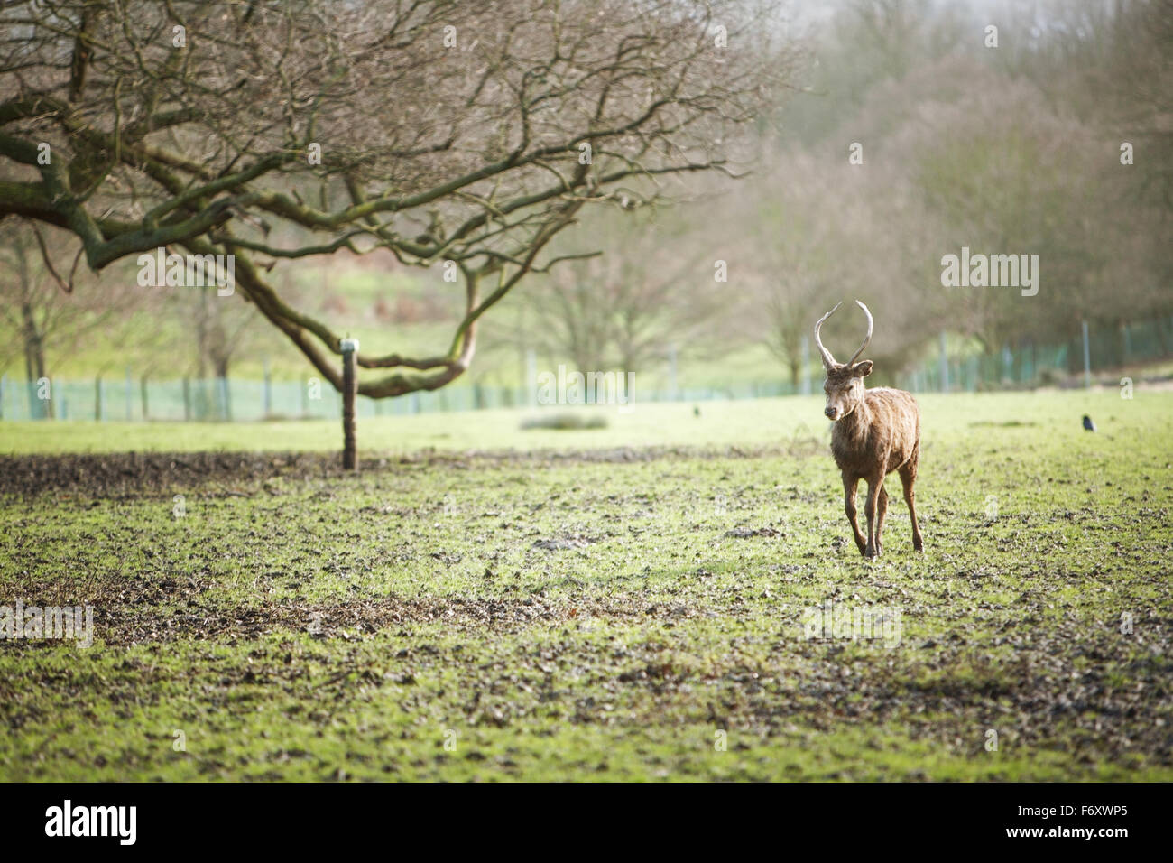 single young stag with standing alone taken in a deer park in england ...