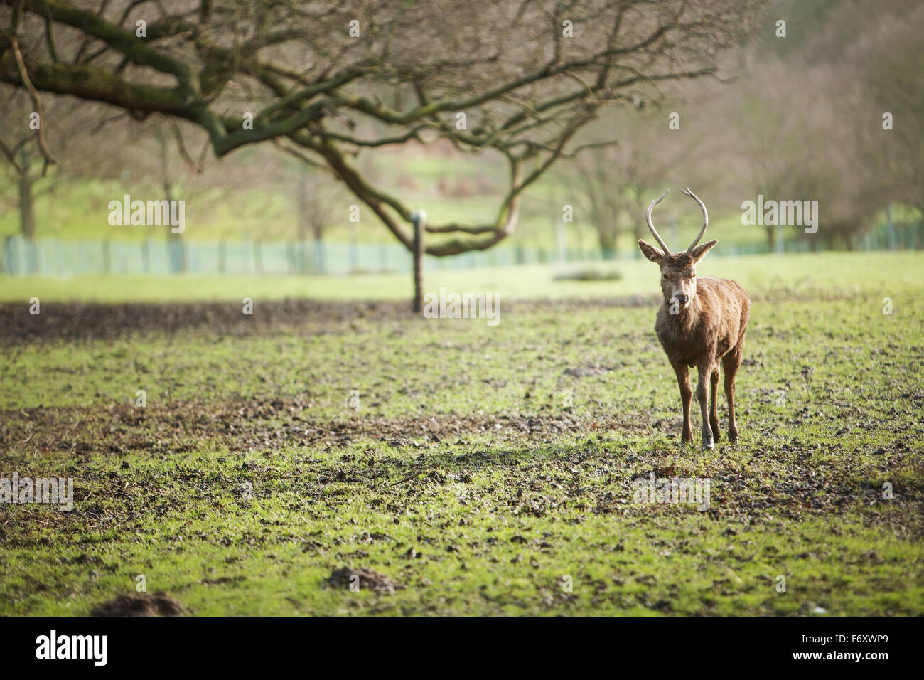 single young stag with standing alone taken in a deer park in england ...
