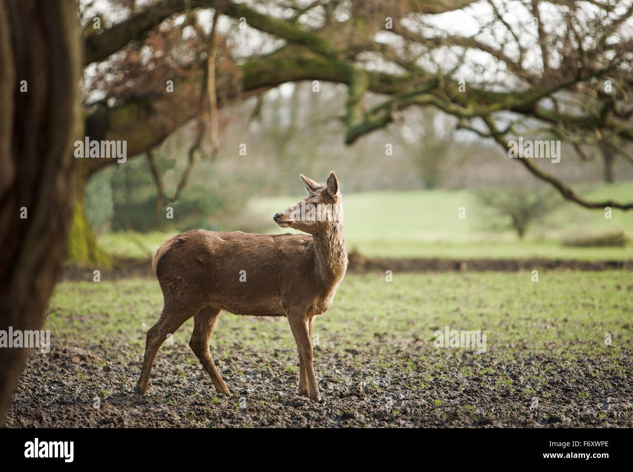 young female deer standing looking back at something Stock Photo - Alamy