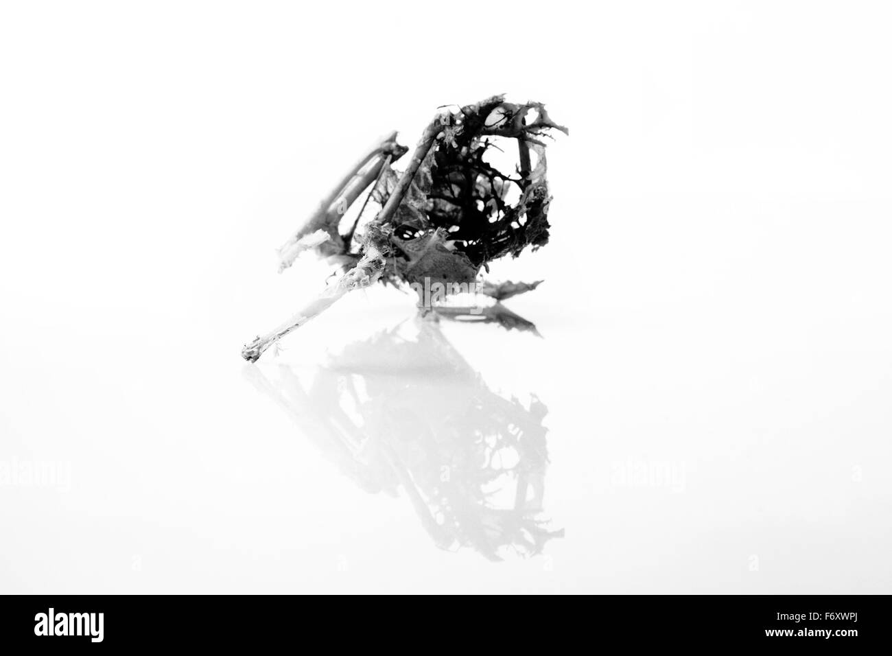Dead Bird Detail Black and White Stock Photos & Images - Alamy