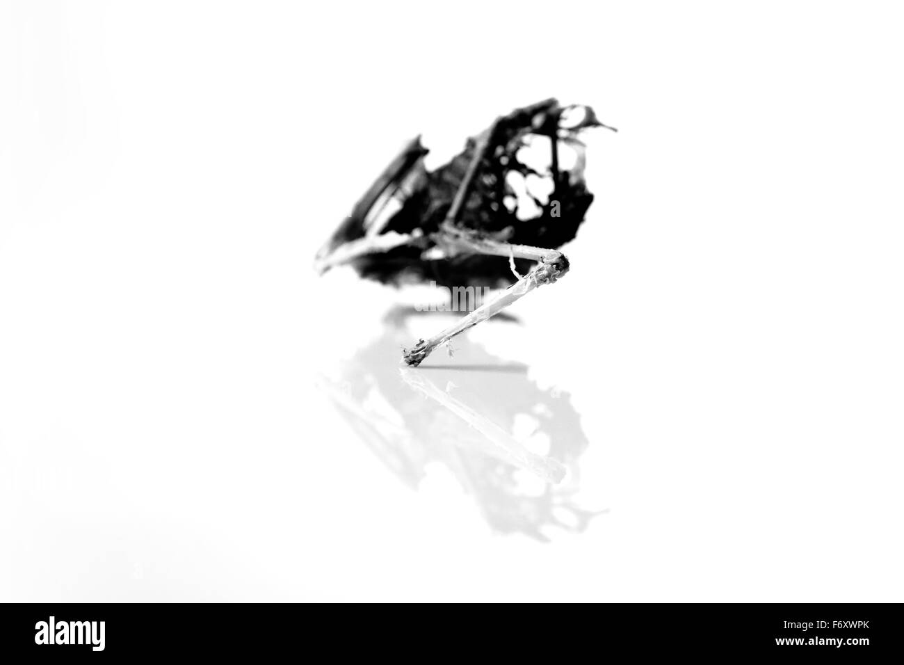 still life image of a single dead bird Stock Photo - Alamy