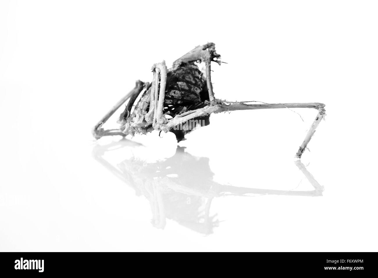 Dead bird detail Black and White Stock Photos & Images - Alamy