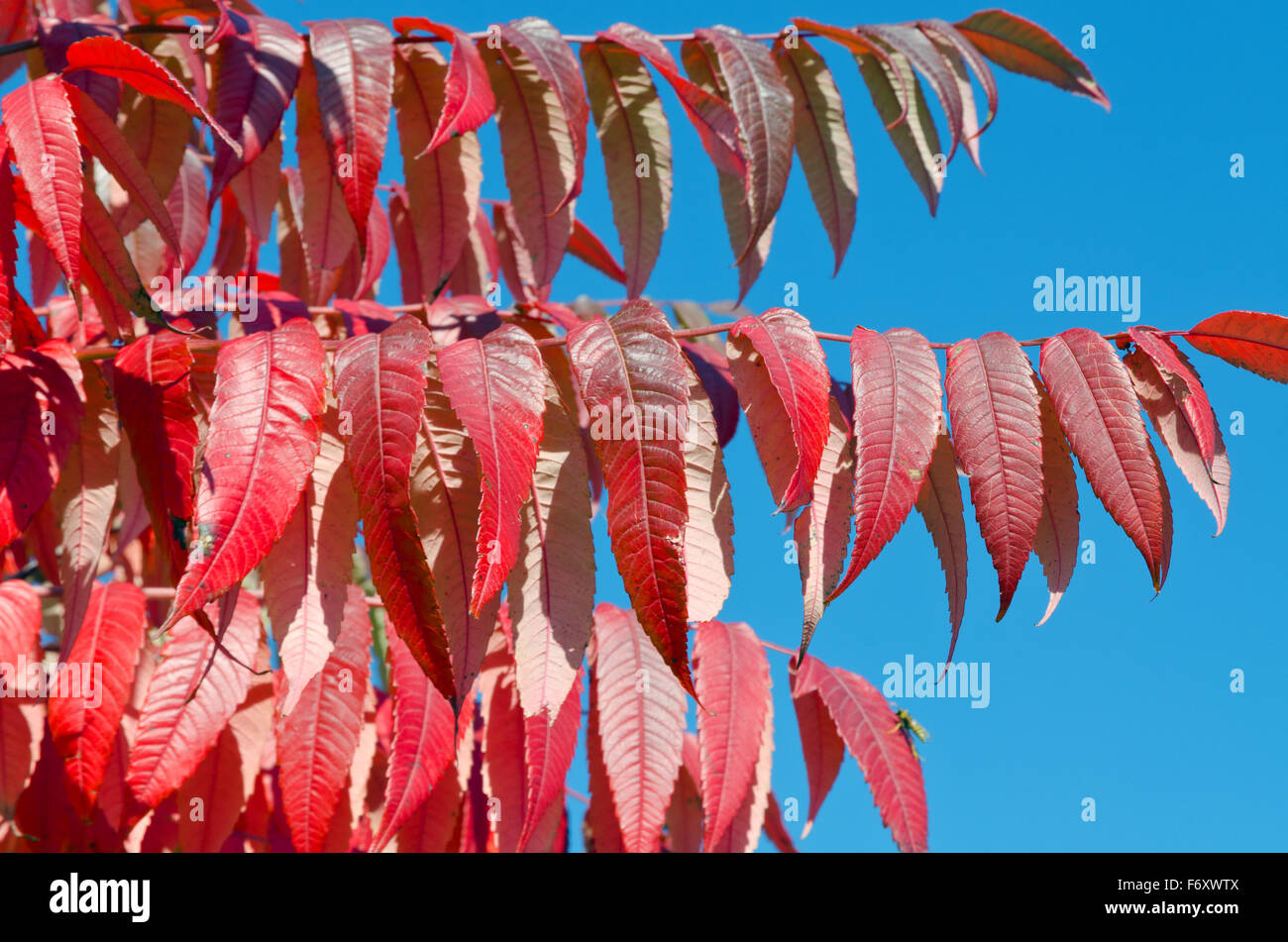 Fall's colorful trees in park. Ontario, Canada Stock Photo - Alamy